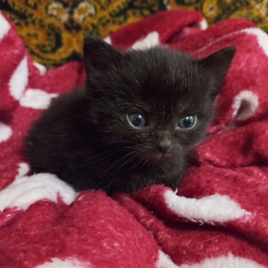 Котятки бесплатно