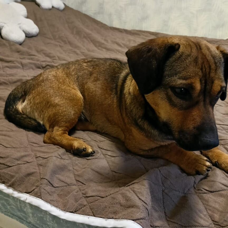 Отдаю собачку мелкой породы