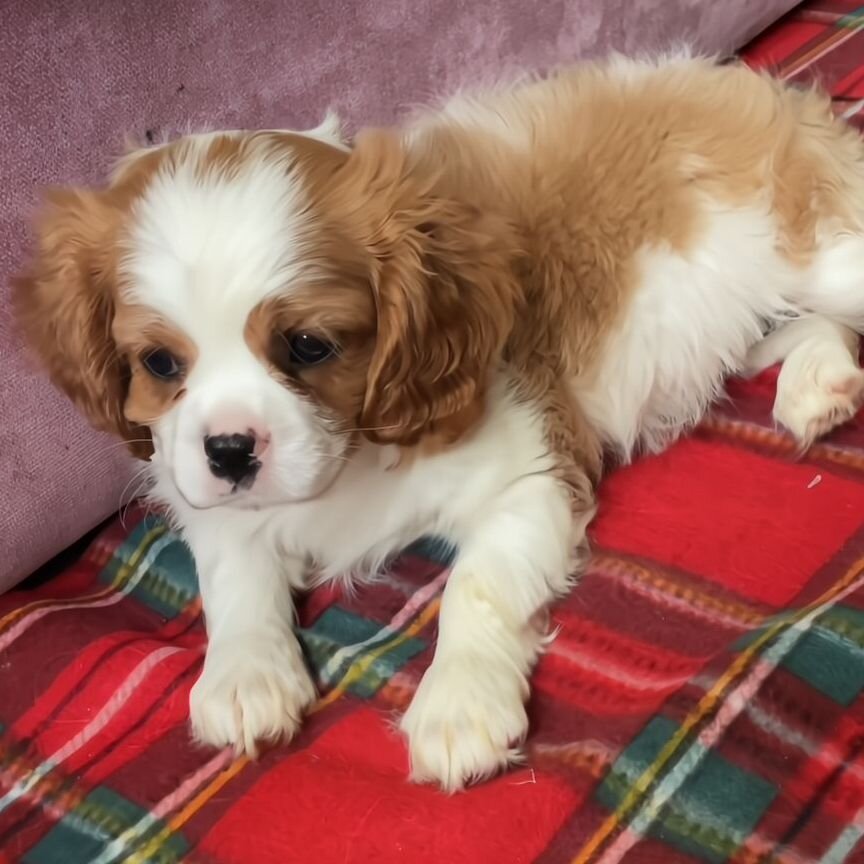 Кавалер кинг-чарльз-спаниель, щенок