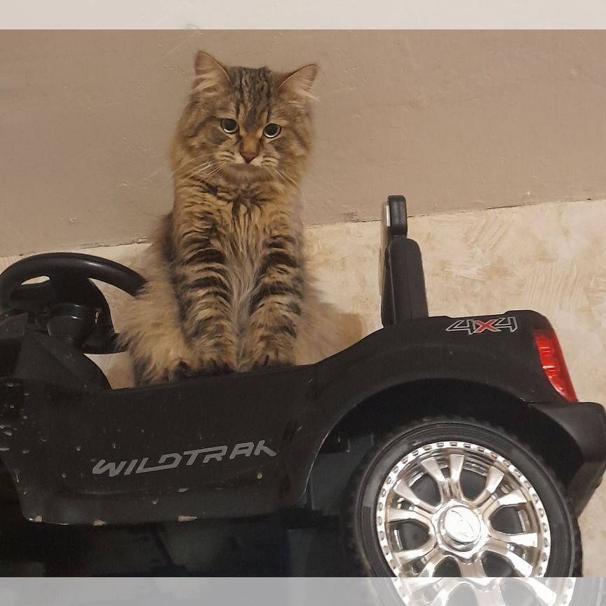 Котв добрые руки