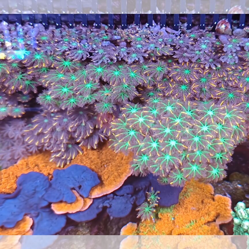 Коралл Пахиклавулярия Папая