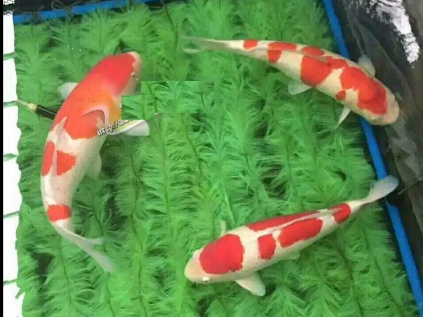 Субстрат для нереста