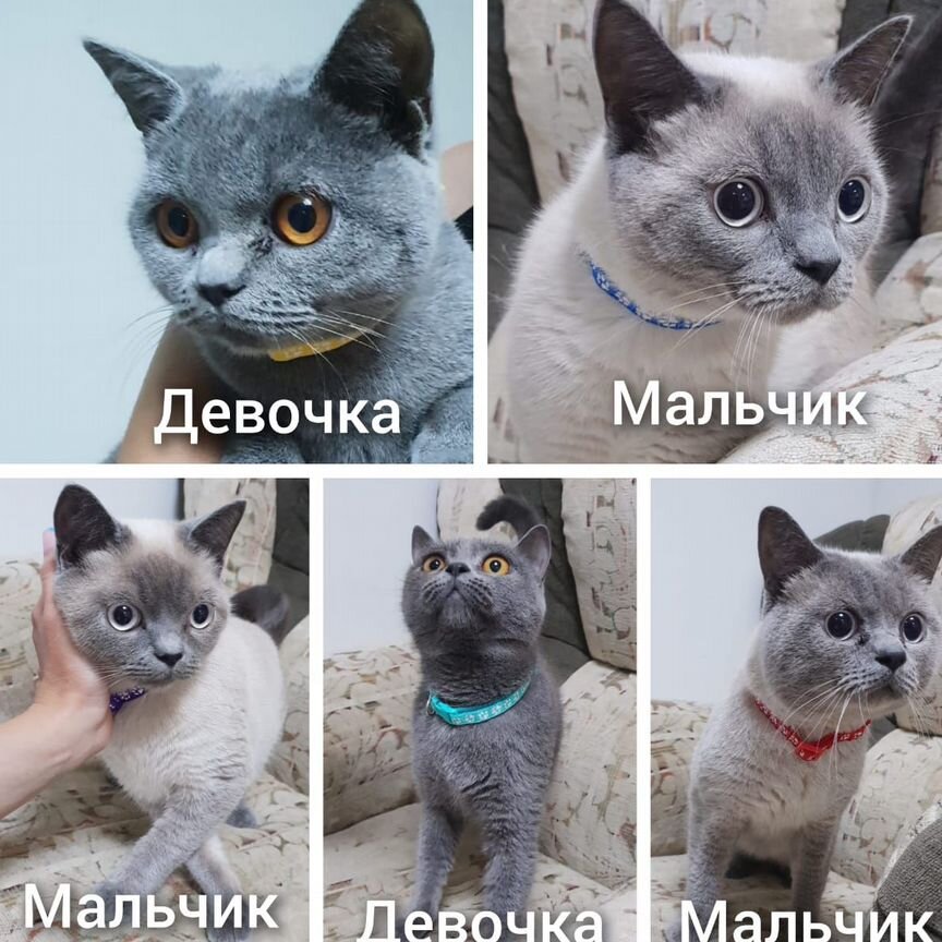 В добрые ручки