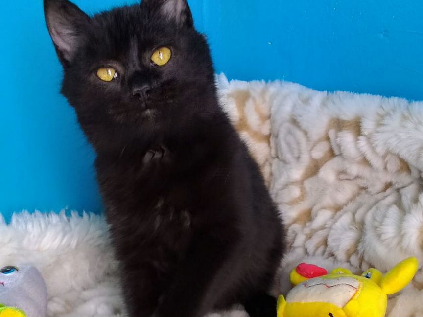 Котёнок ищет дом