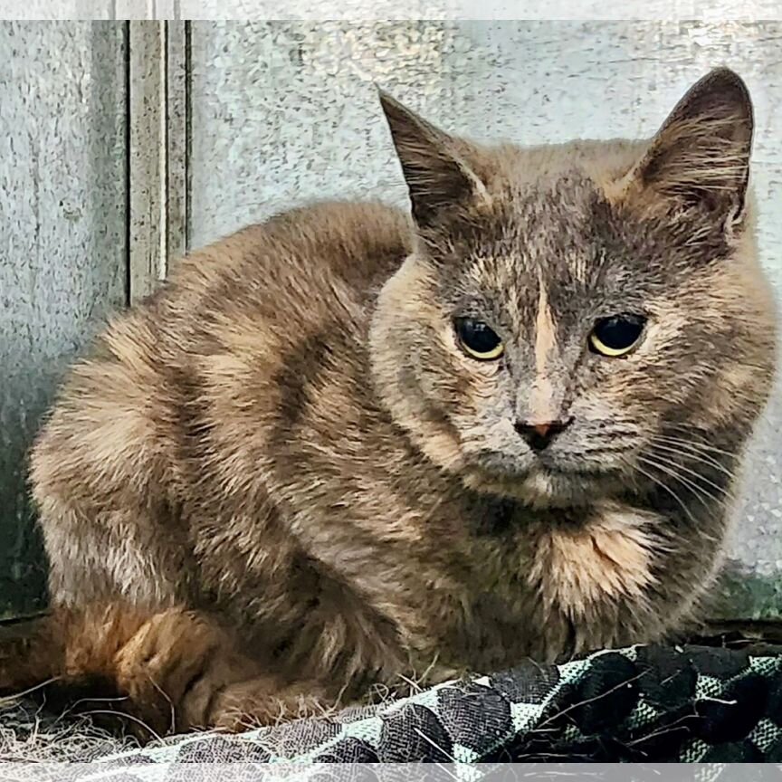 Взрослая кошка в добрые руки