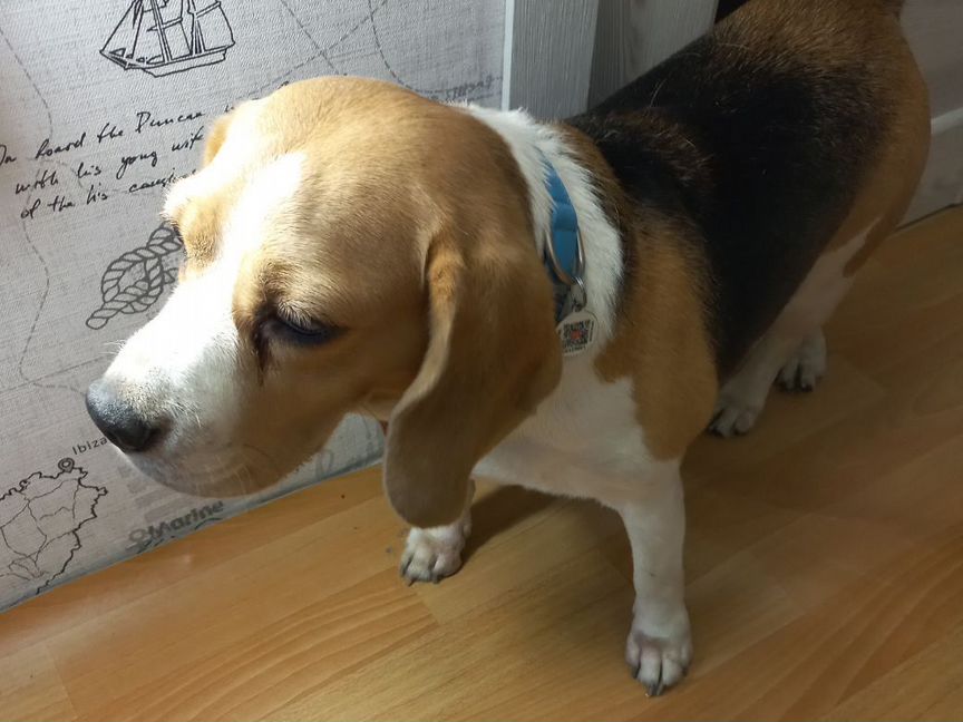 Бигль верну хозяину