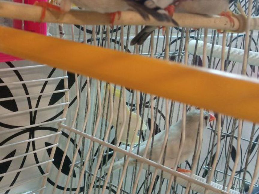 Амадины зебровые