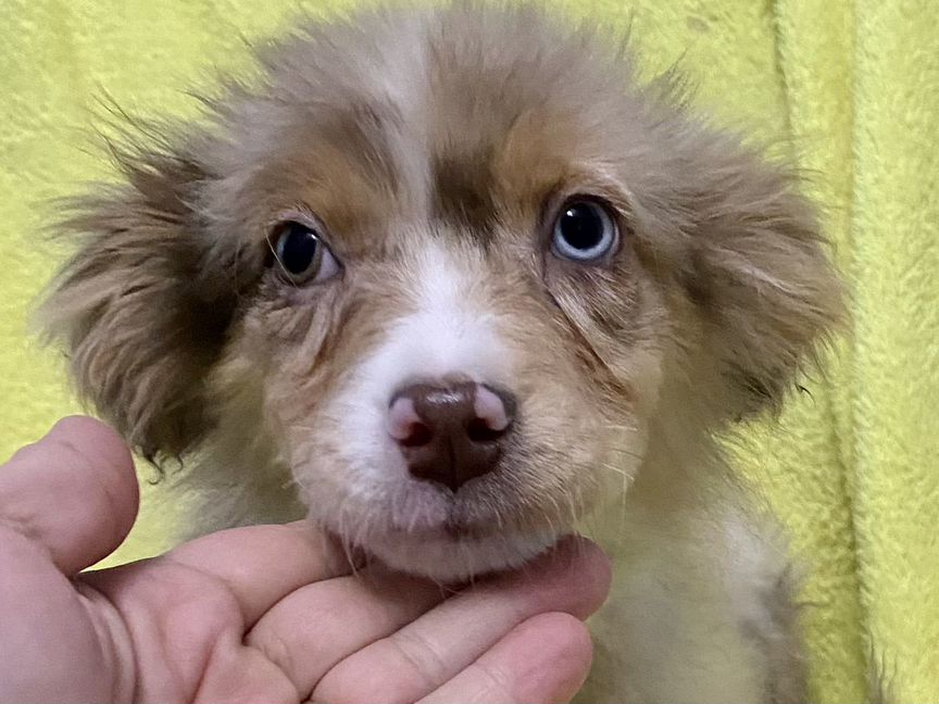 Австралийская овчарка миниатюрная девочка