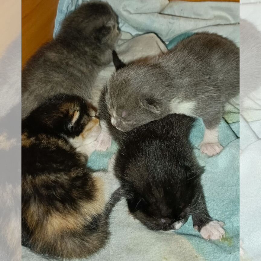 Котёнок в добрые руки