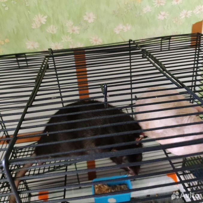 Декоративные крысы с клеткой бесплатно