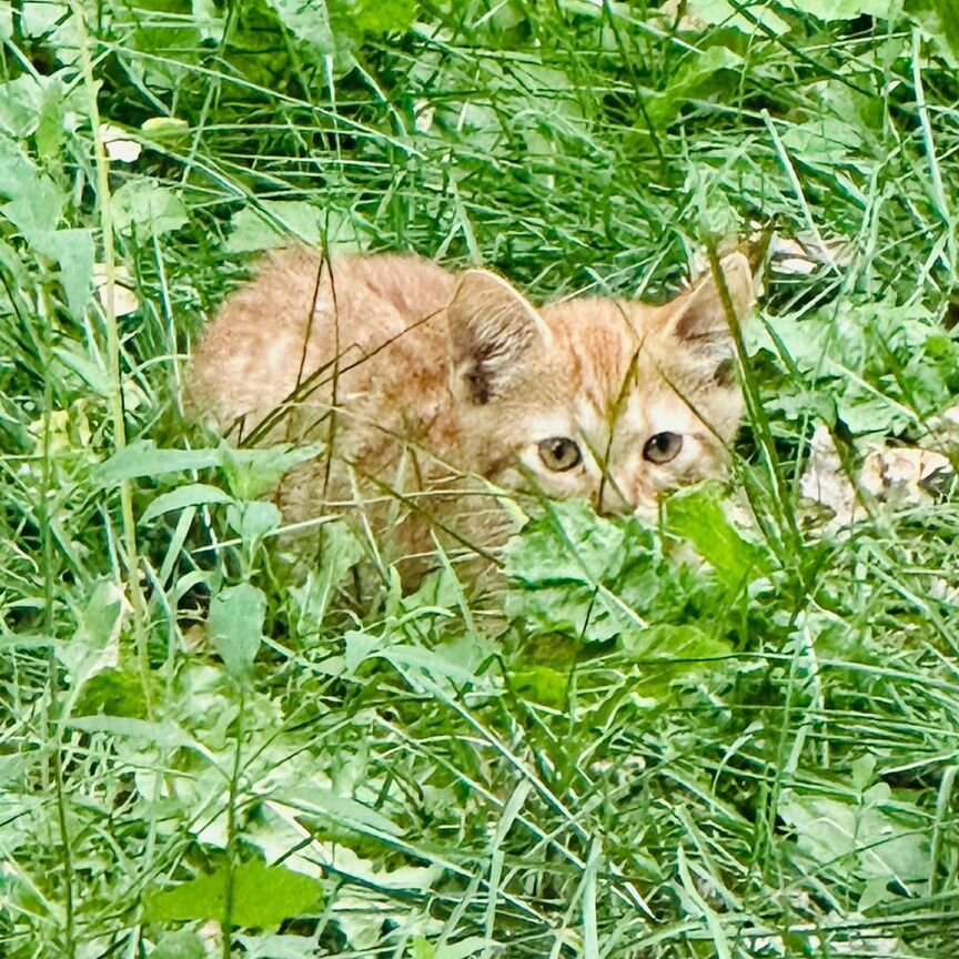 Котята без будущего
