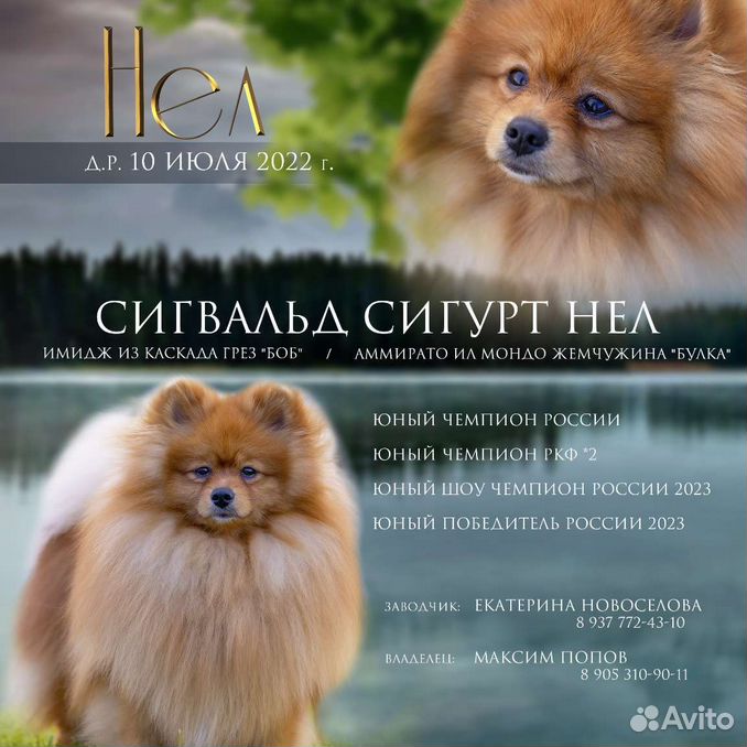 Малый Шпиц вязка