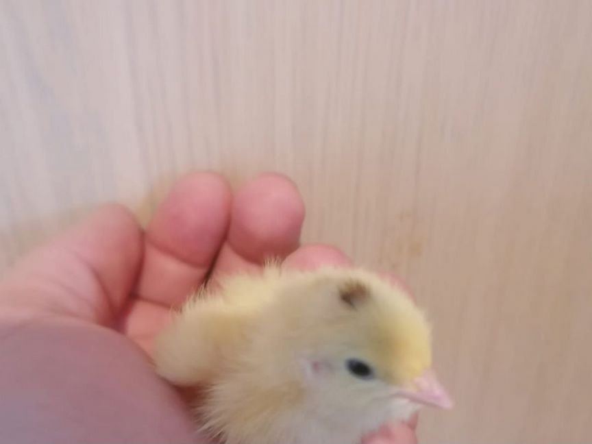 Перепела техас