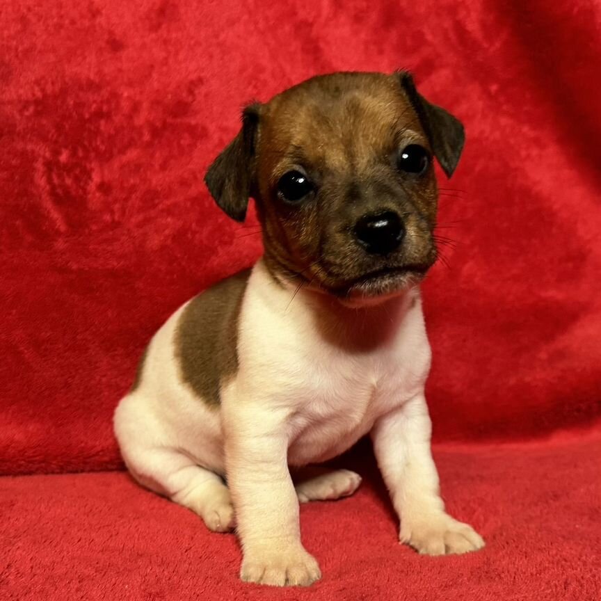 Джек рассел терьер