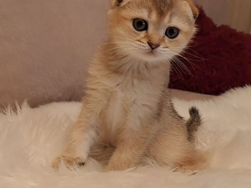 Шотландские вислоухие котята