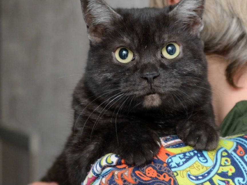 Кошка красавица ищет дом