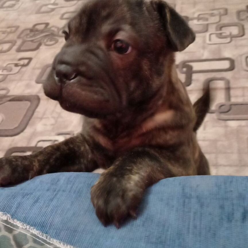 Продам шарпея. 3, 5 месяца, мальчик