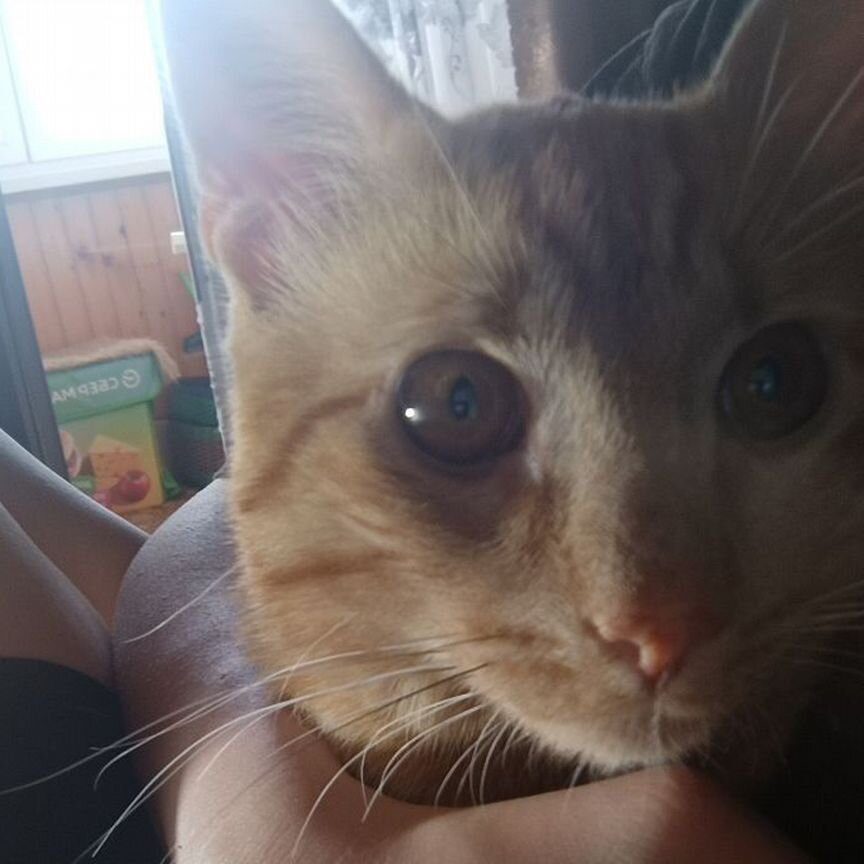 Котёнок