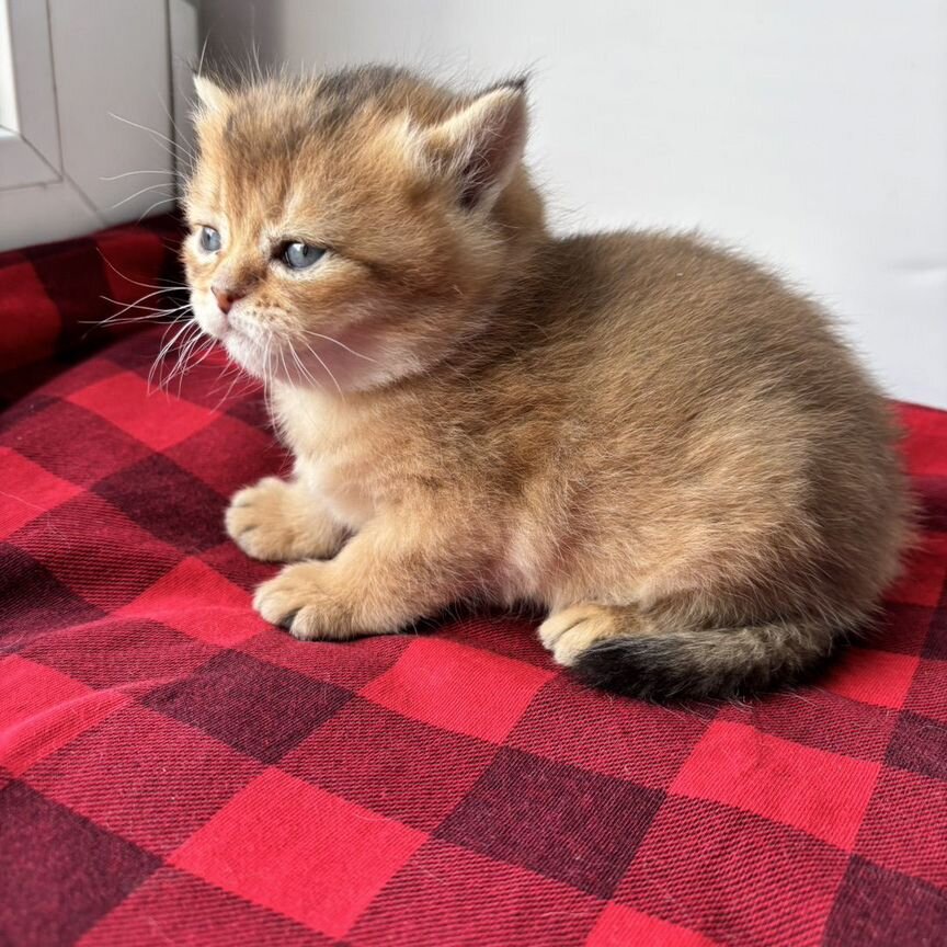 Британский короткошёрстный котёнок