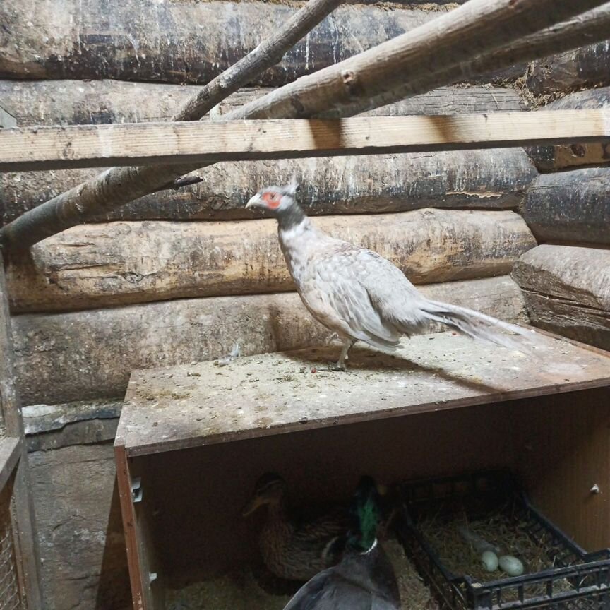 Фазан алмазный