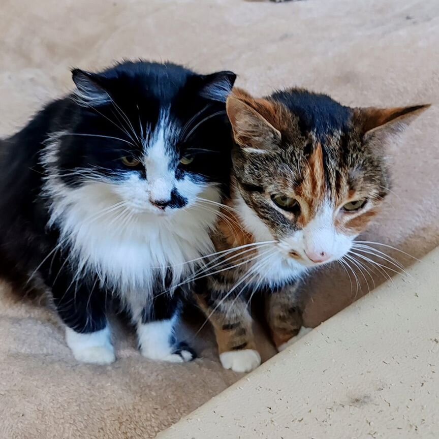 Котики из приюта в добрые руки