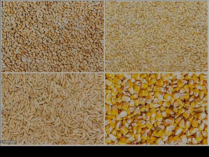 Зерно оптом розница