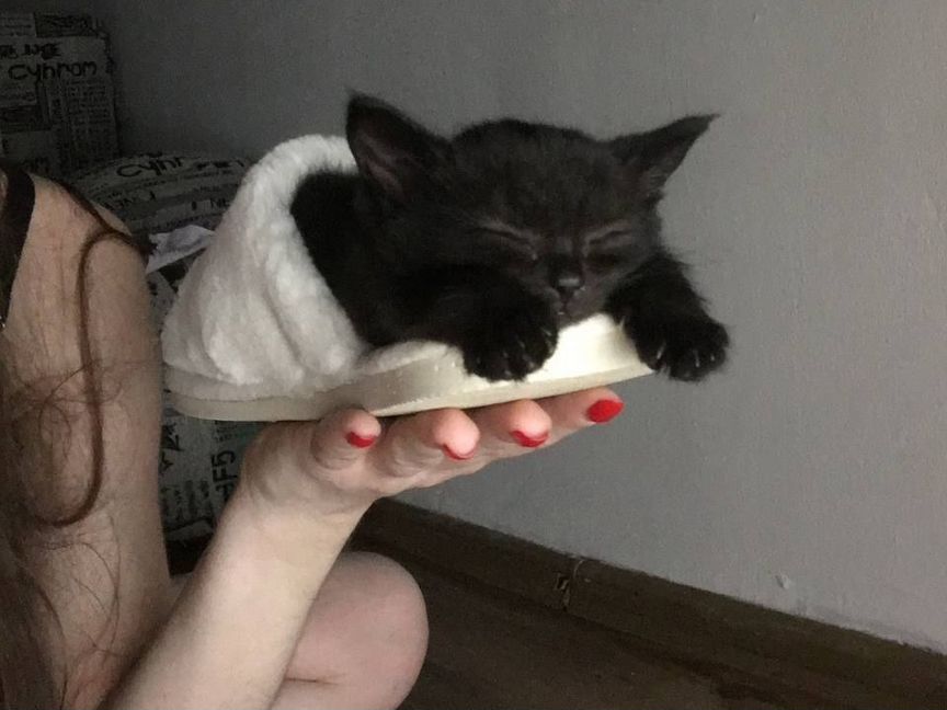 Подарю замечательных котят