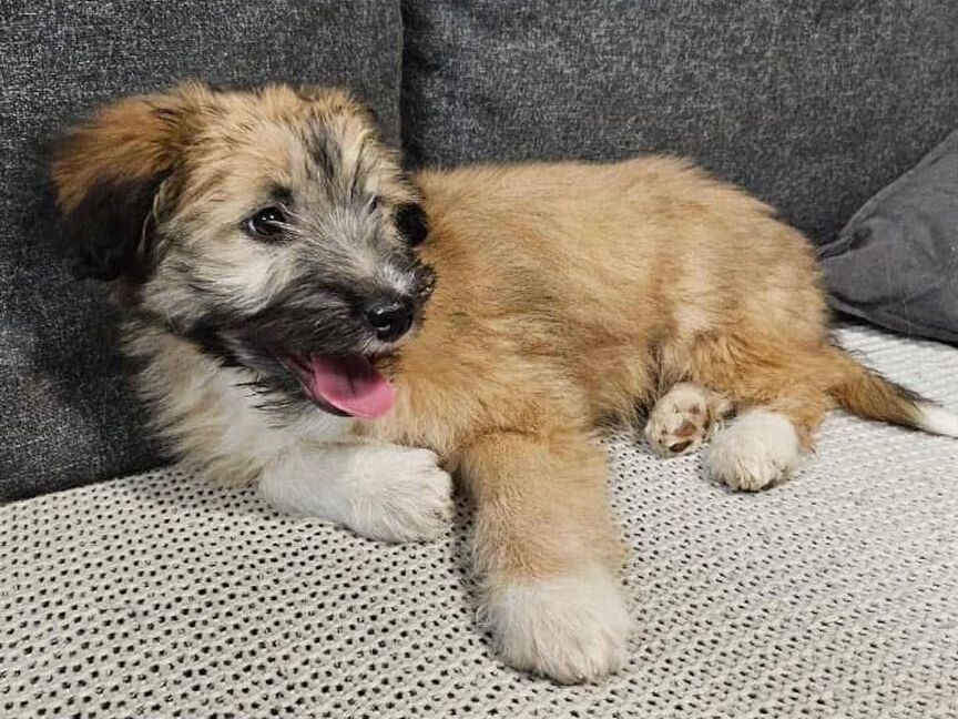 Щенок в добрые руки