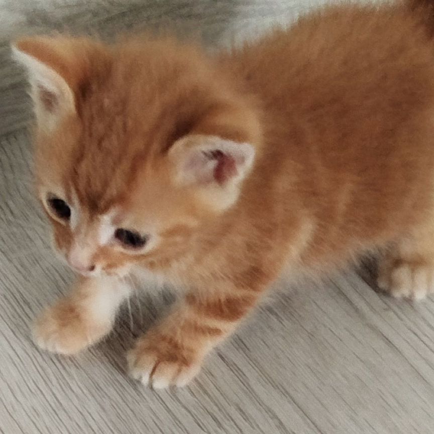 Котёнок в добрые руки