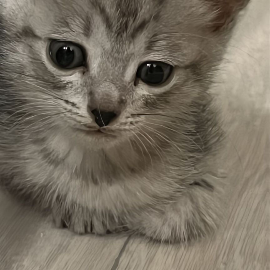 Котёнок в добрые руки