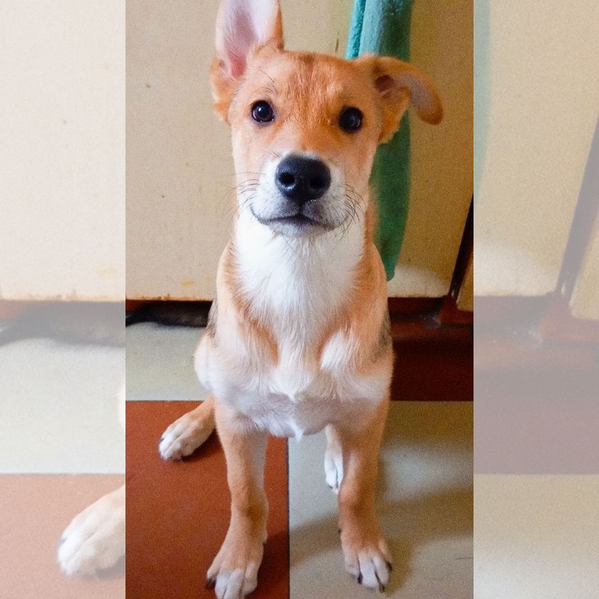 Щенок в добрые руки