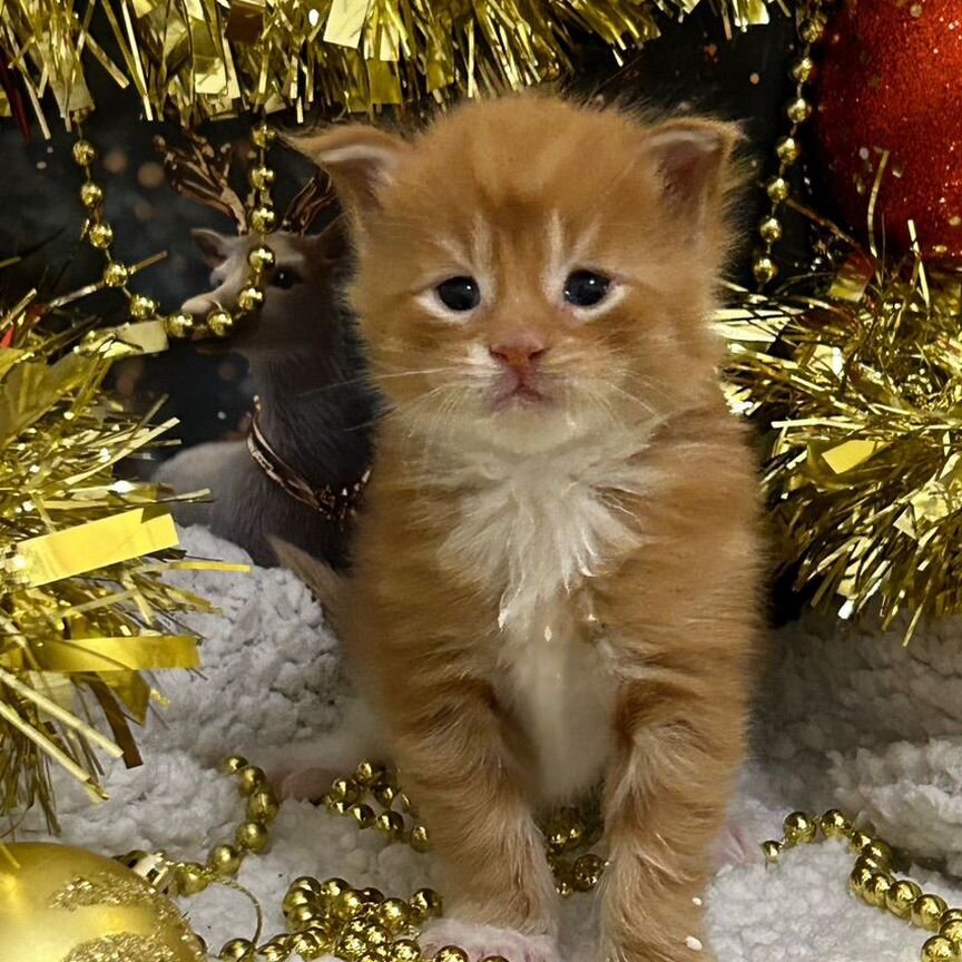 Мейн-кун котёнок