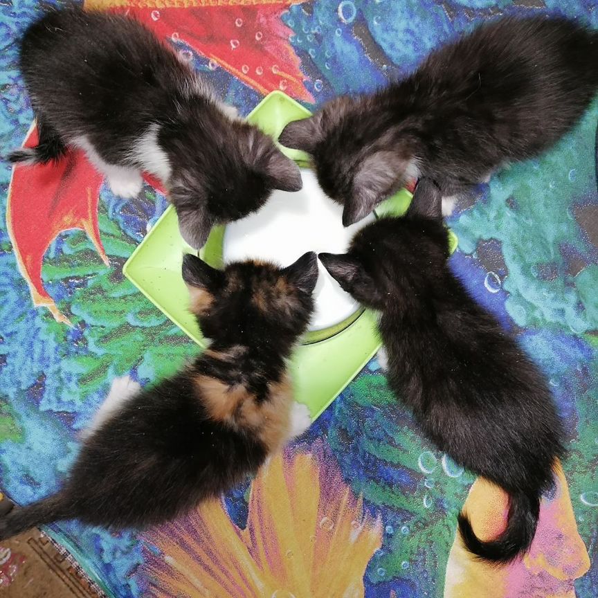 Котятки в семью