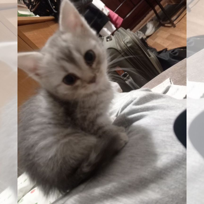 Мейн-кун котёнок