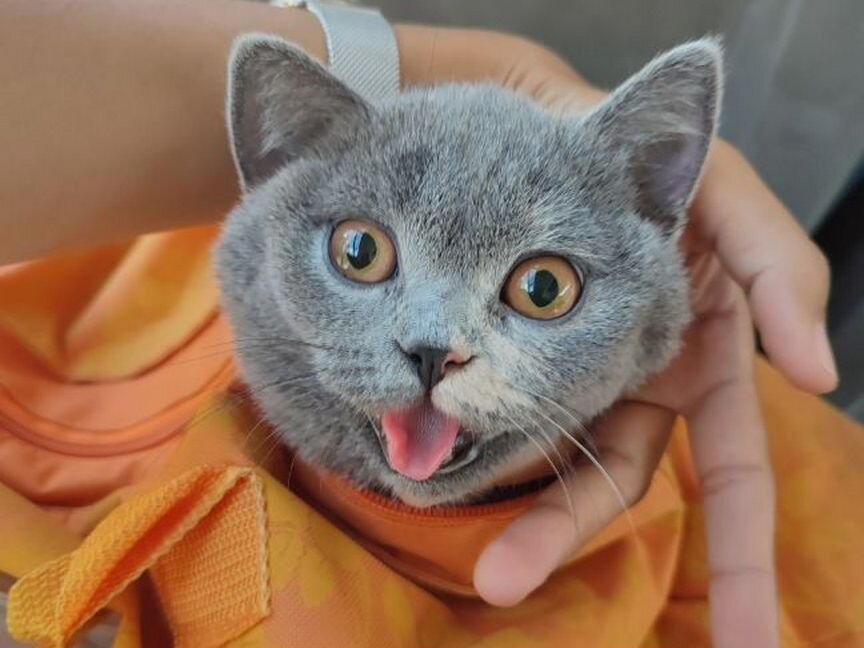 Британская короткошерстная кошка