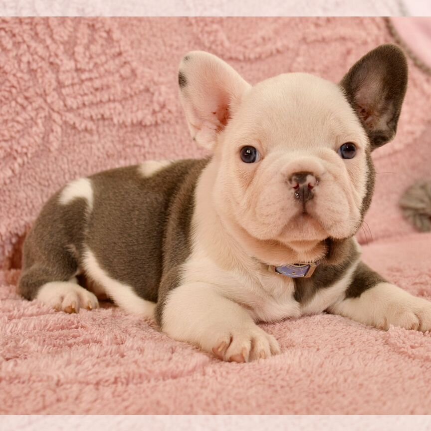 Французский бульдог, щенок