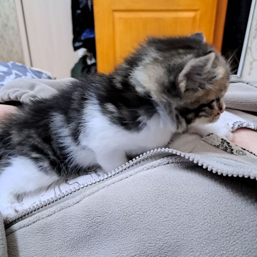 Британский короткошёрстный котёнок