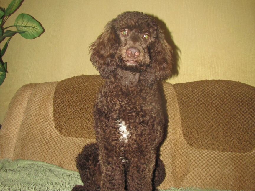 Продам собаку