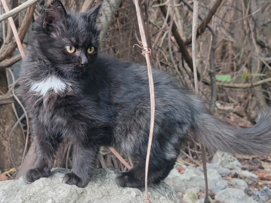 Кошка