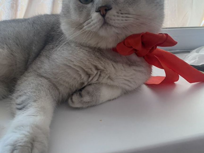 Шотландский кот на вязку