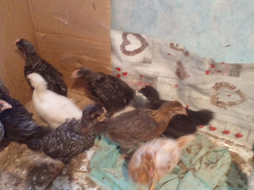 Цыплыта домашние