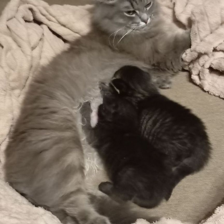 2 котёнка