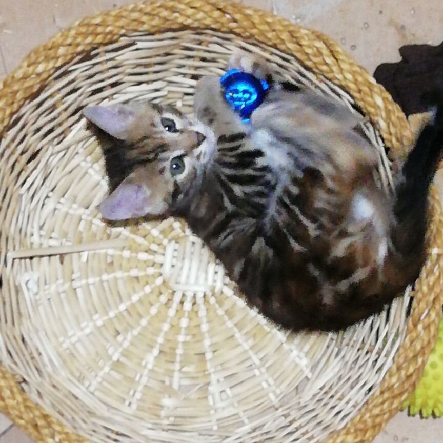 Маленькая принцесса Котенок ищет дом