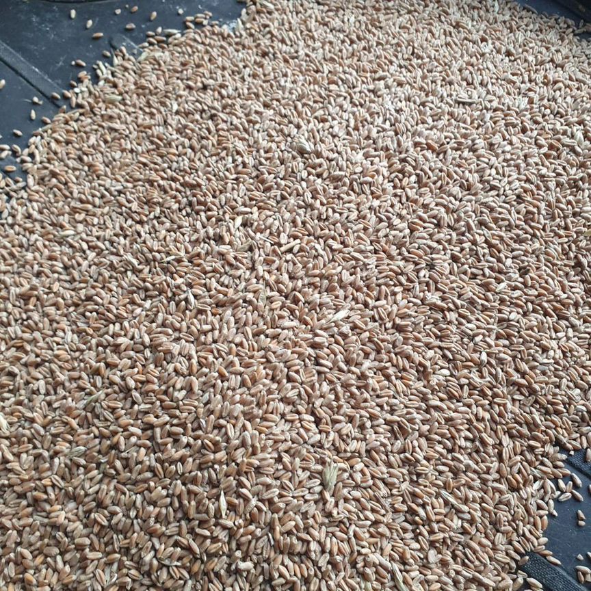 Зерно фуражное