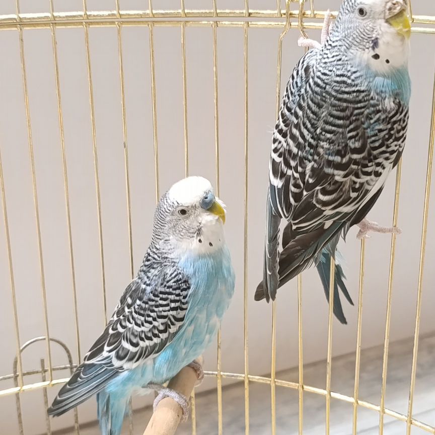 Волнистые попугаи, пара