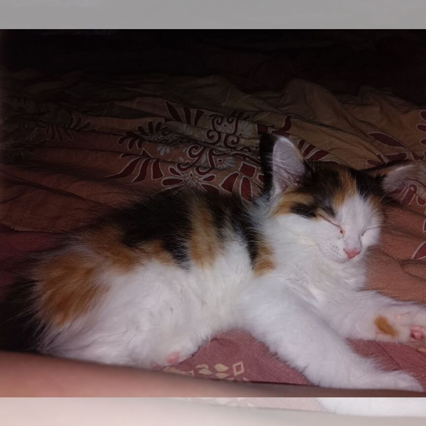 Кошечка богатка