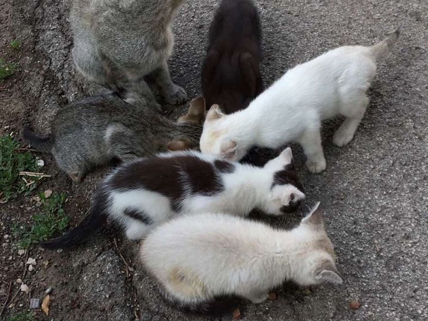 Котята