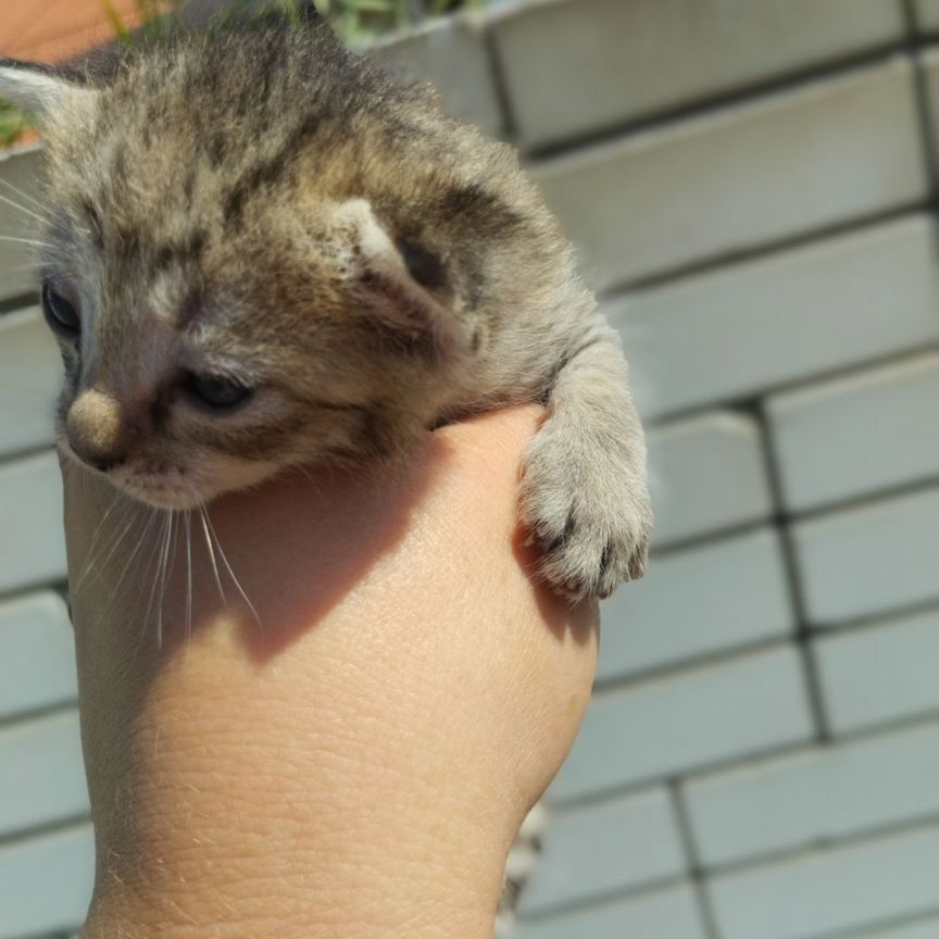 Кошки в добрые руки