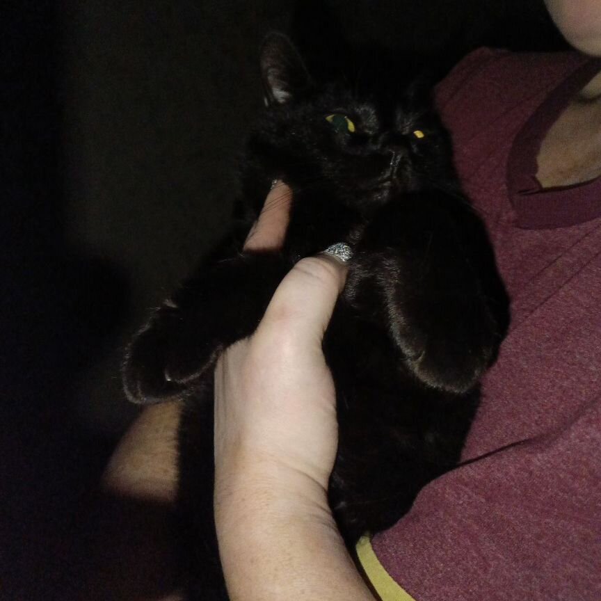 Взрослый кот в добрые руки