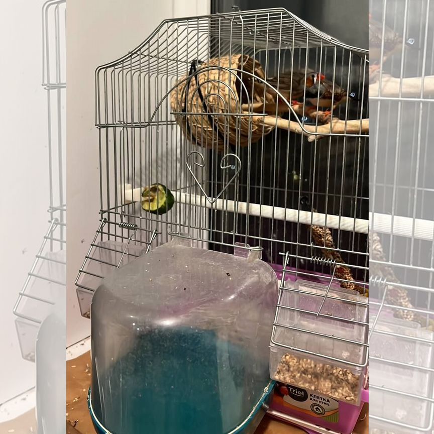 Амадины с клеткой